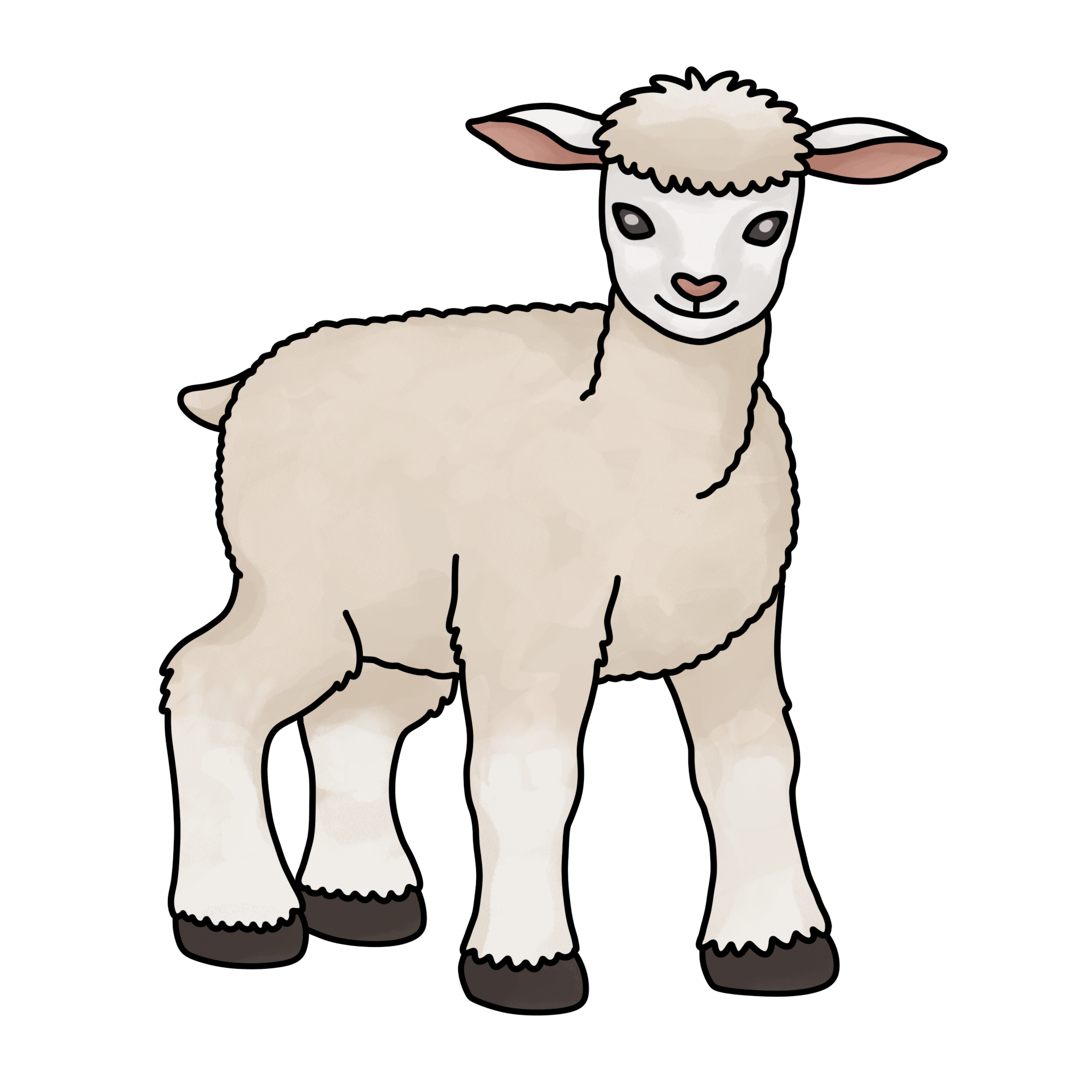 How to Draw a Lamb - Drawing with Dawn