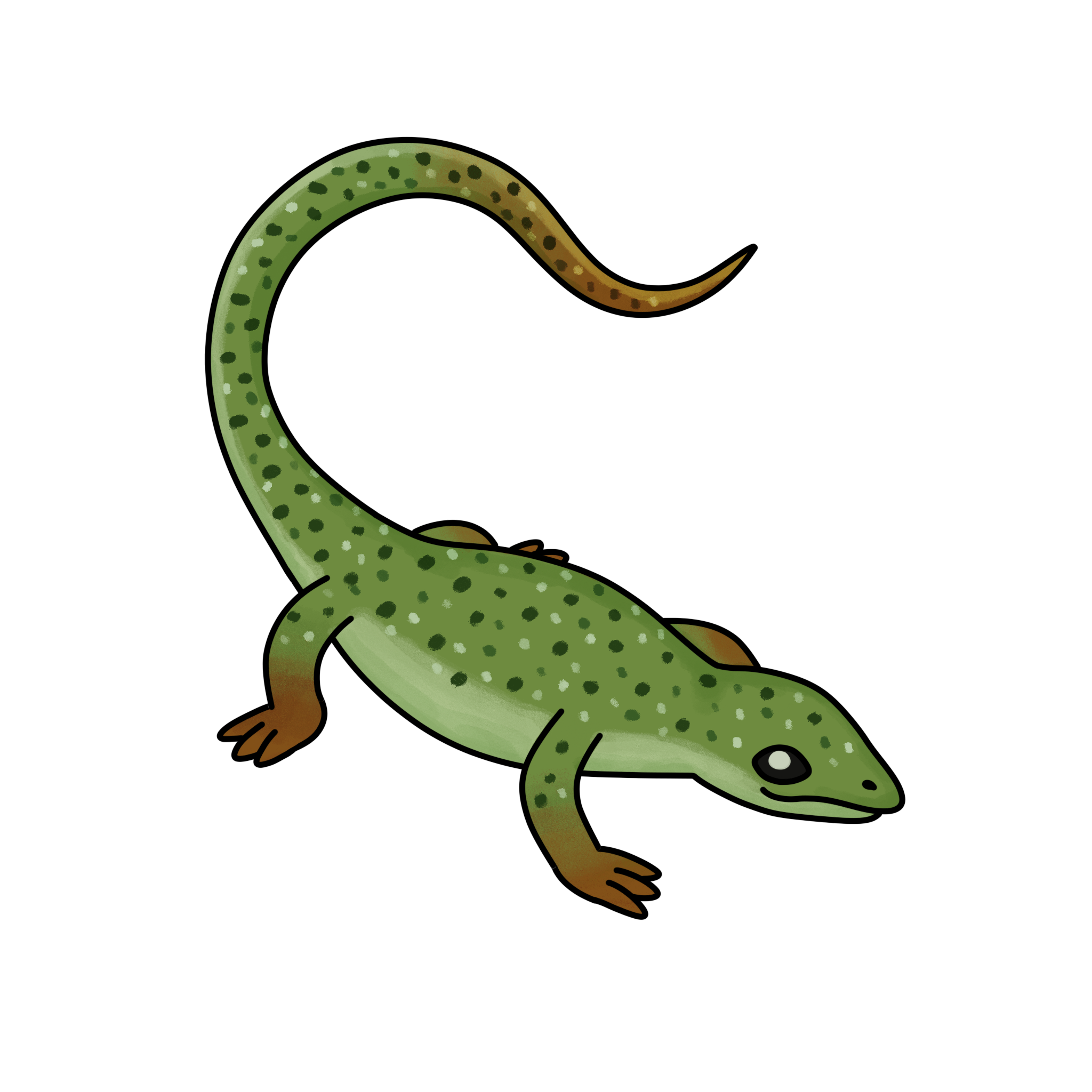 Easy Lizard Drawing - Drawing with Dawn
